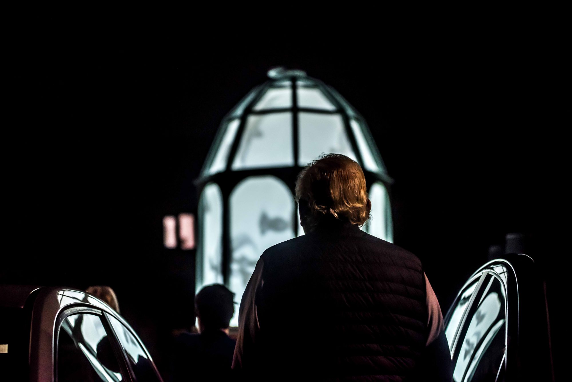 "Art at your front door" - giant Mystery Bird light show comes to ...